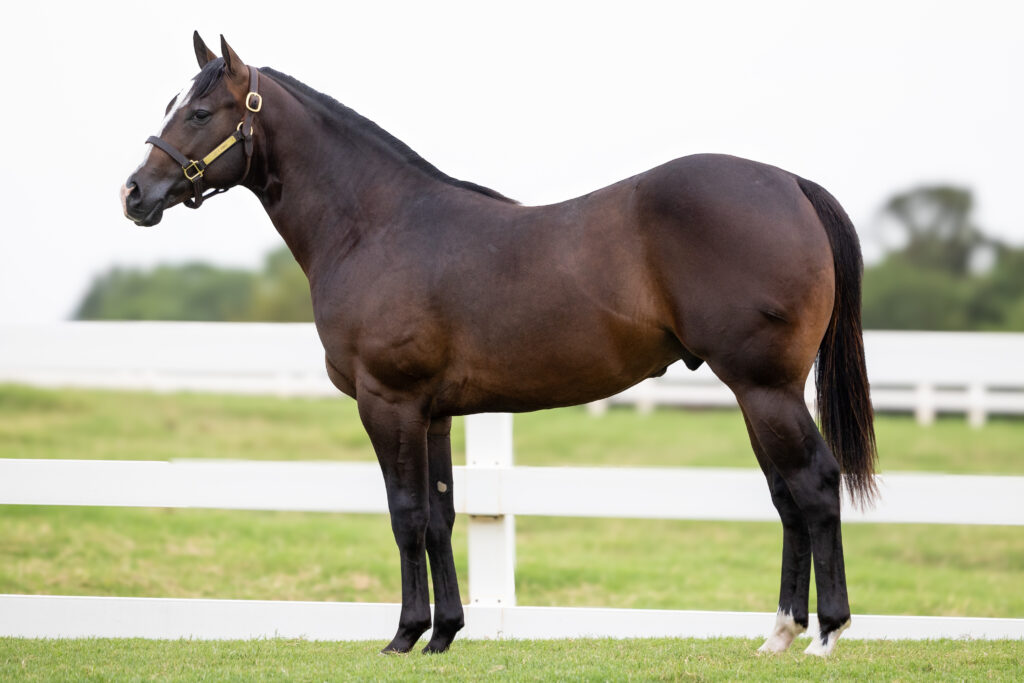 Hip #722: Valiant King - Lazy E Ranch